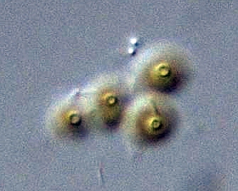 1. tř. CHRYSOPHYCEAE