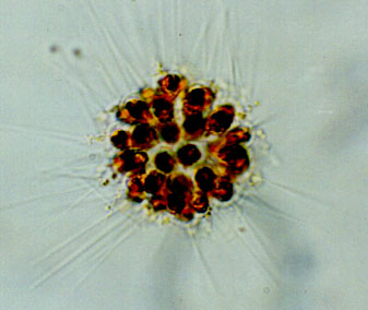 1. tř. CHRYSOPHYCEAE