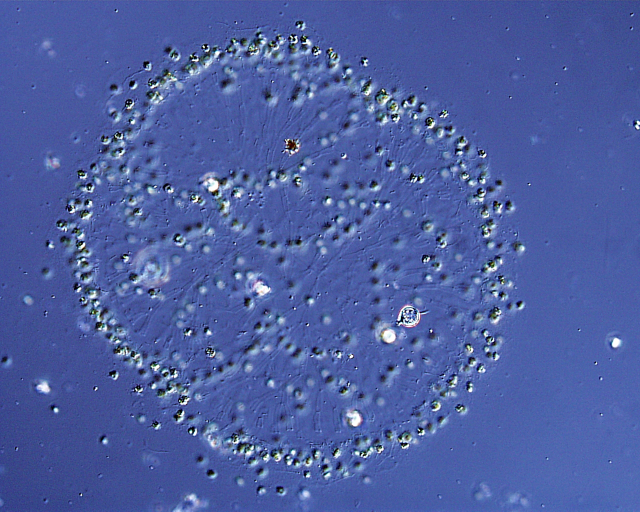 1. tř. CHRYSOPHYCEAE