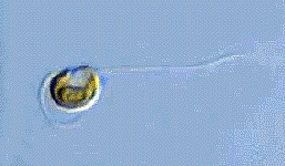 Třída: Prasinophyceae (Micromonadophyceae)