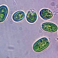 Třída: Prasinophyceae (Micromonadophyceae)