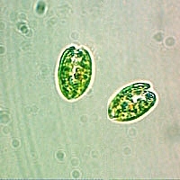 Třída: Prasinophyceae (Micromonadophyceae)
