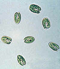 Třída: Prasinophyceae (Micromonadophyceae)