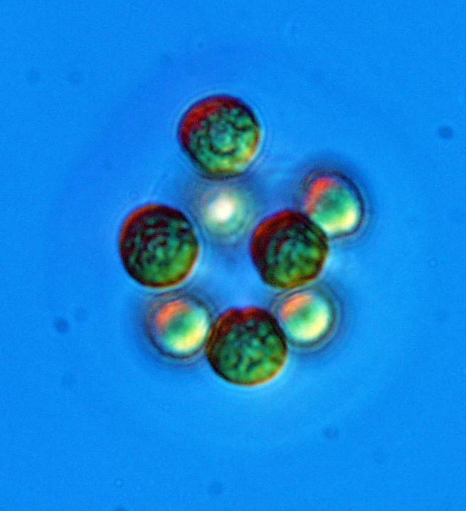 5. kmen CHLOROPHYTA - zelené řasy