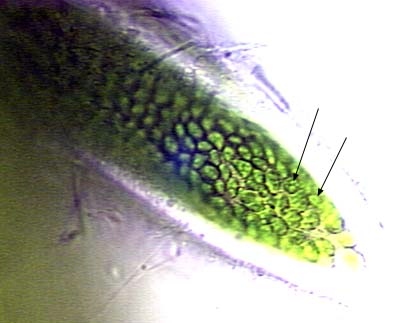 5. kmen CHLOROPHYTA - zelené řasy