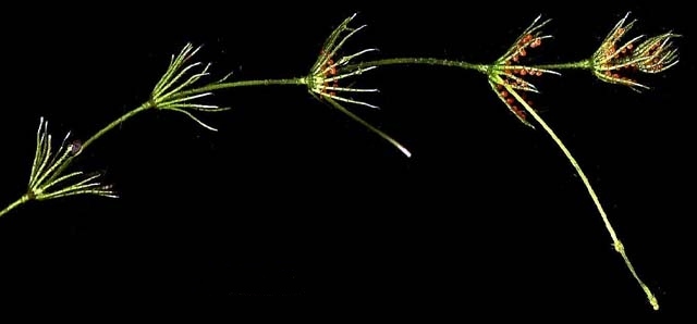 5. kmen CHLOROPHYTA - zelené řasy