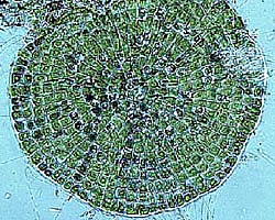 5. kmen CHLOROPHYTA - zelené řasy