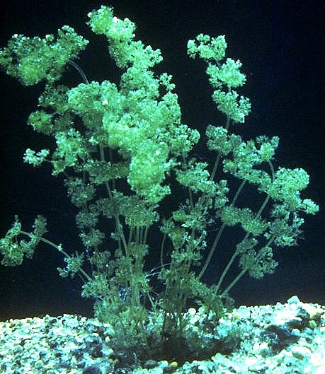 5. kmen CHLOROPHYTA - zelené řasy