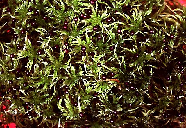 6. kmen Tracheophyta - cévnaté rostliny
